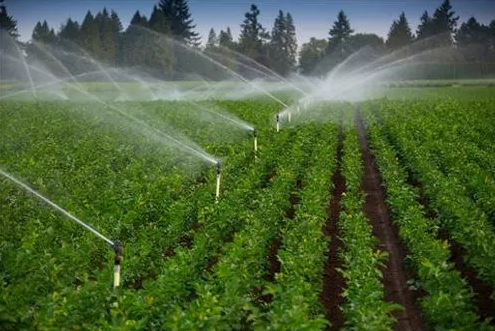 What Is Water Application Uniformity? Why Is It Important?